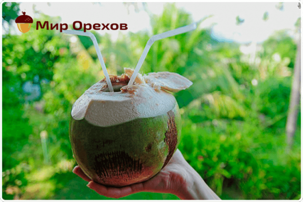 Кокос польза и вред